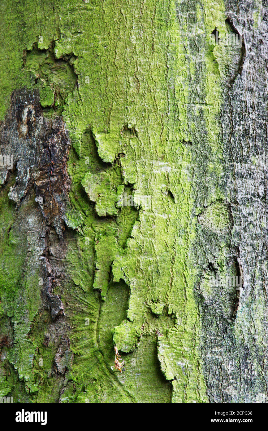 Curst hi-res stock photography and images - Alamy