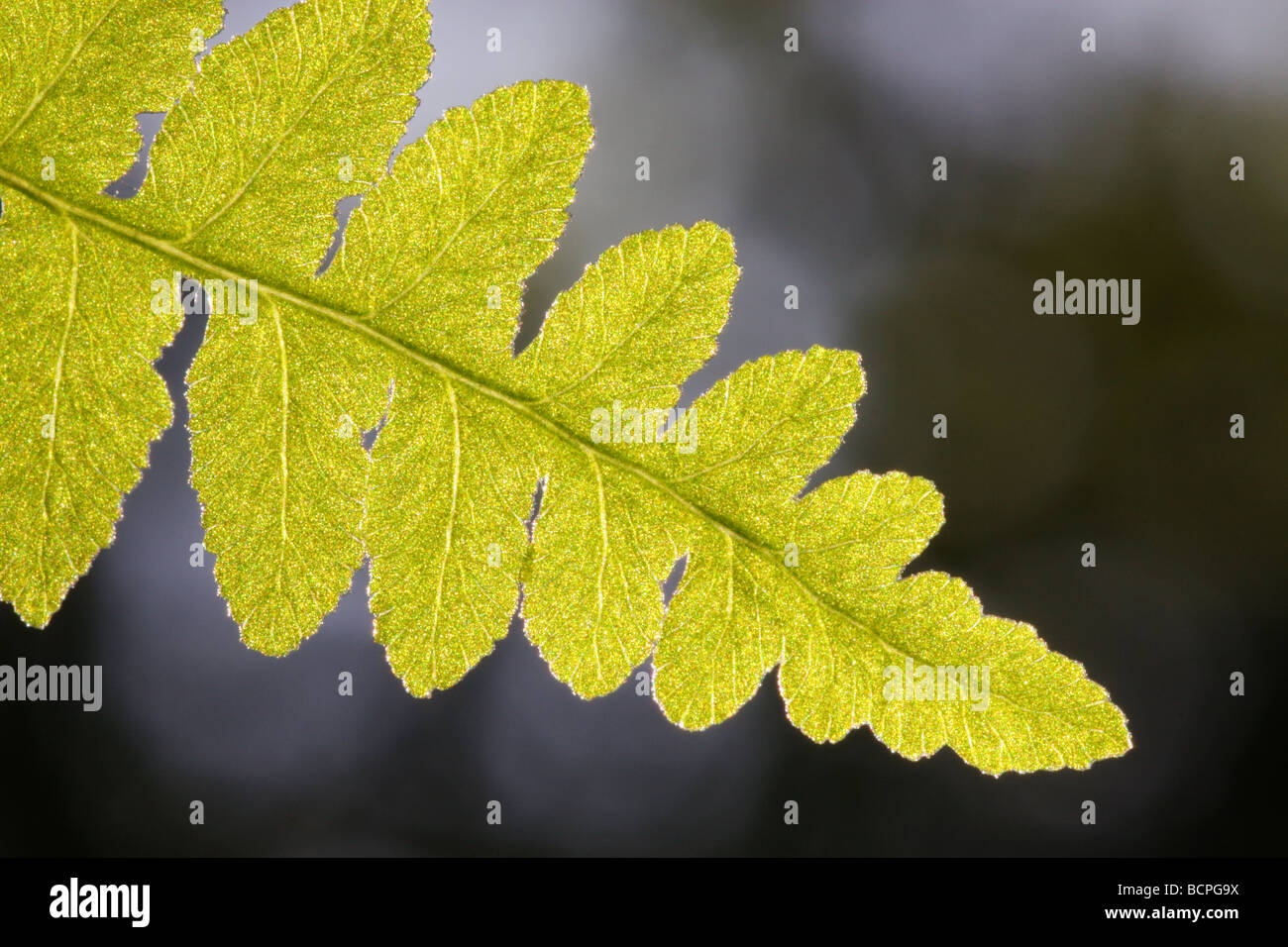 Fern sheets hi-res stock photography and images - Alamy