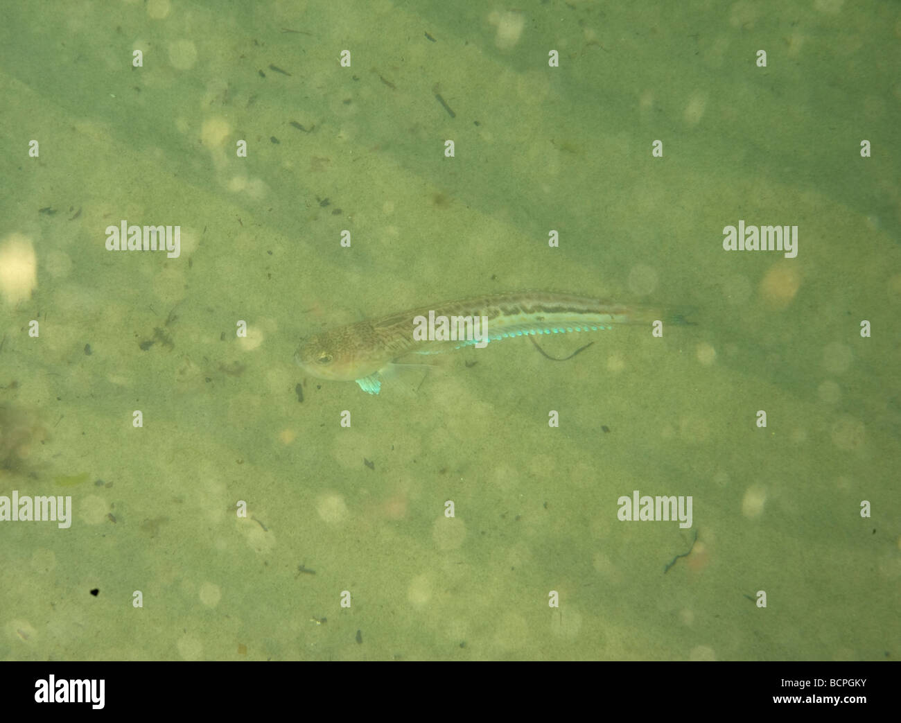 Greater weever Trachinus draco Stock Photo - Alamy