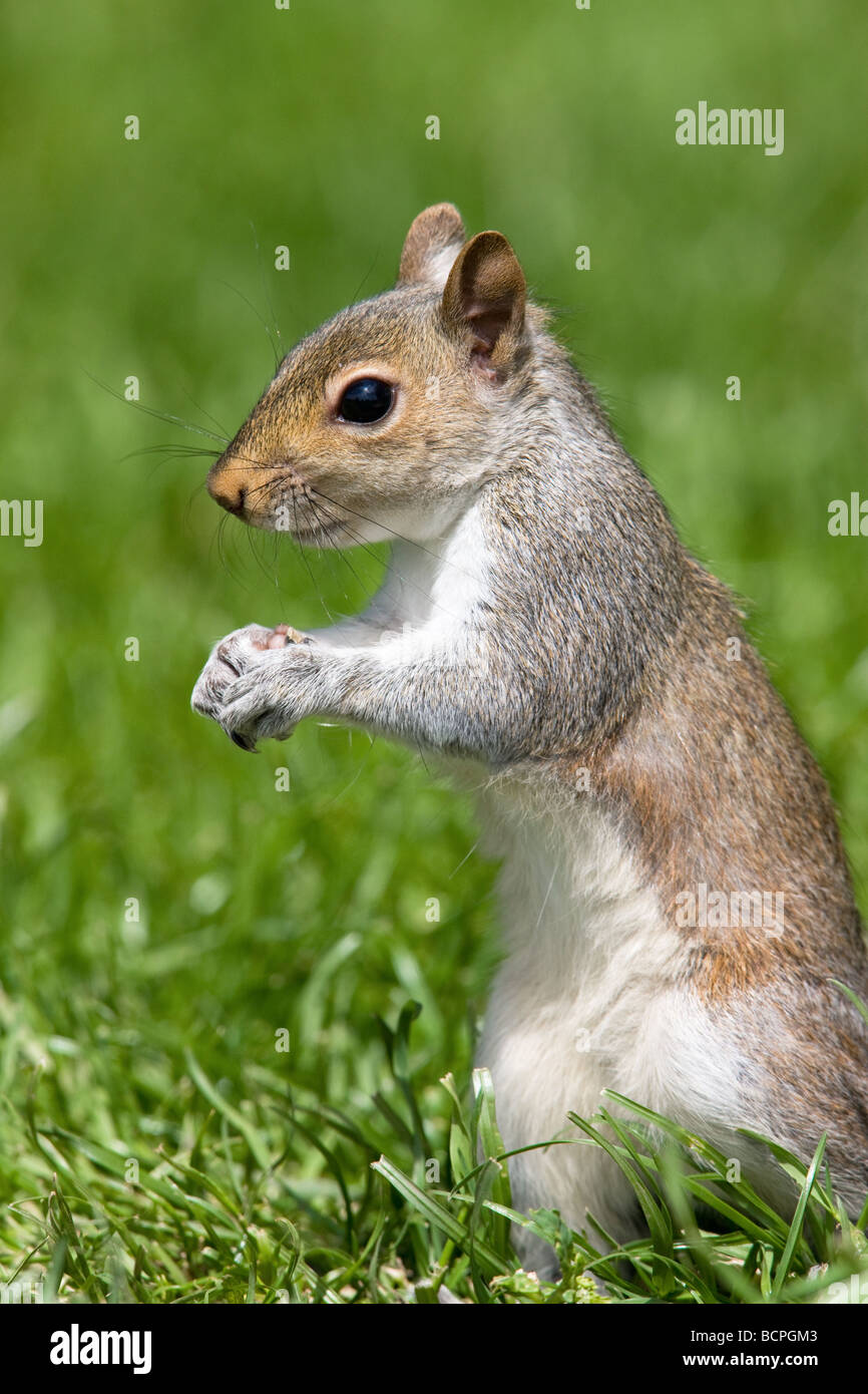 Grey Squirrel Sciurus carolinensis fsitting up on hind legs Stock Photo ...