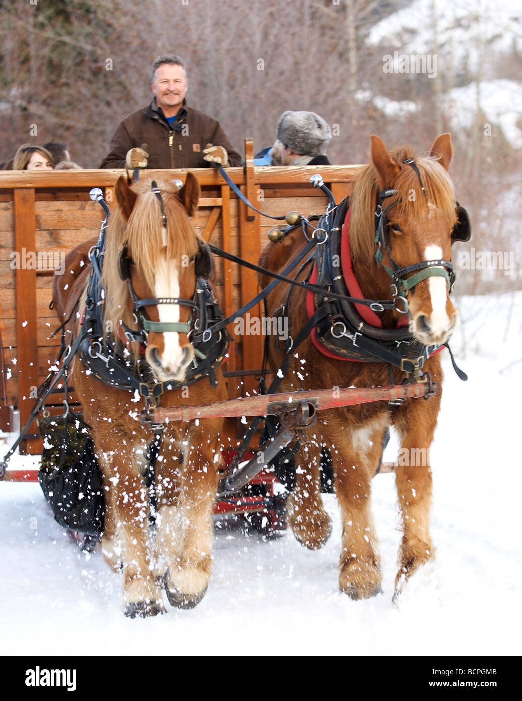 Horse drawn sleigh Whistler BC Canada Stock Photo - Alamy