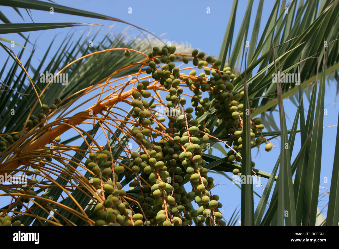 Date palm tree phoenix dactylifera Stock Photo - Alamy