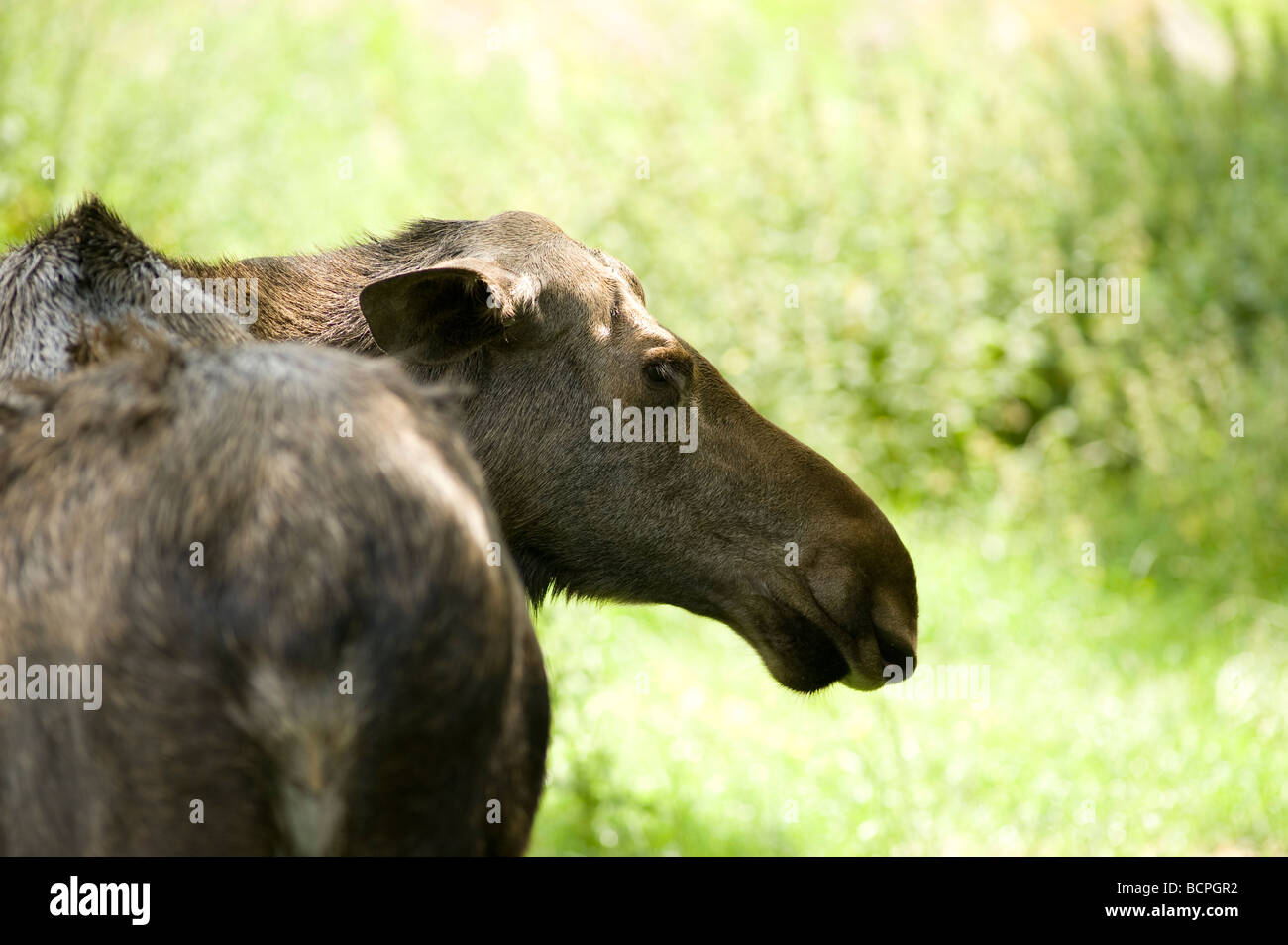 Alces europa hi-res stock photography and images - Alamy