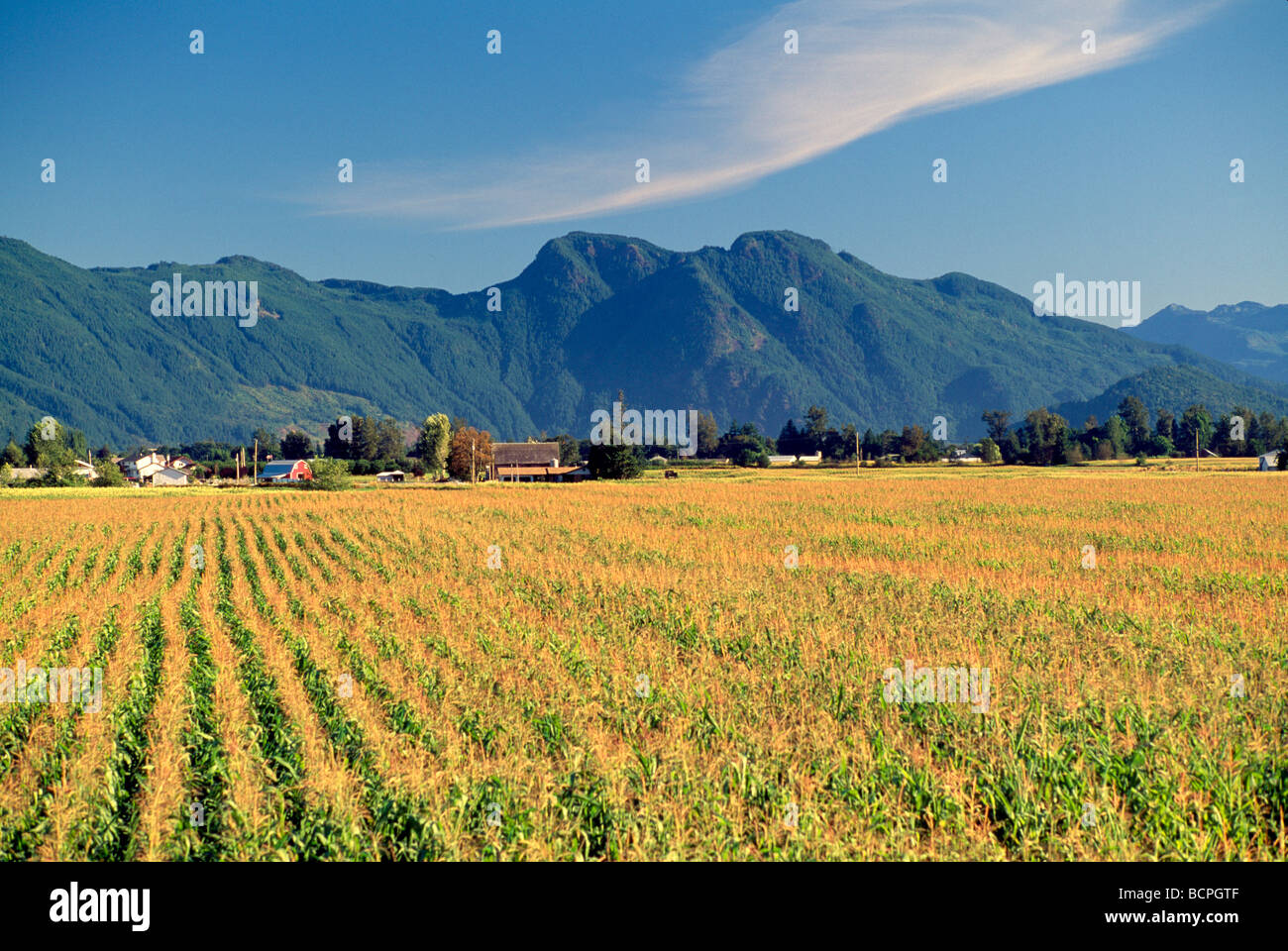 Bc corn field fields stalks farm hi-res stock photography and images ...