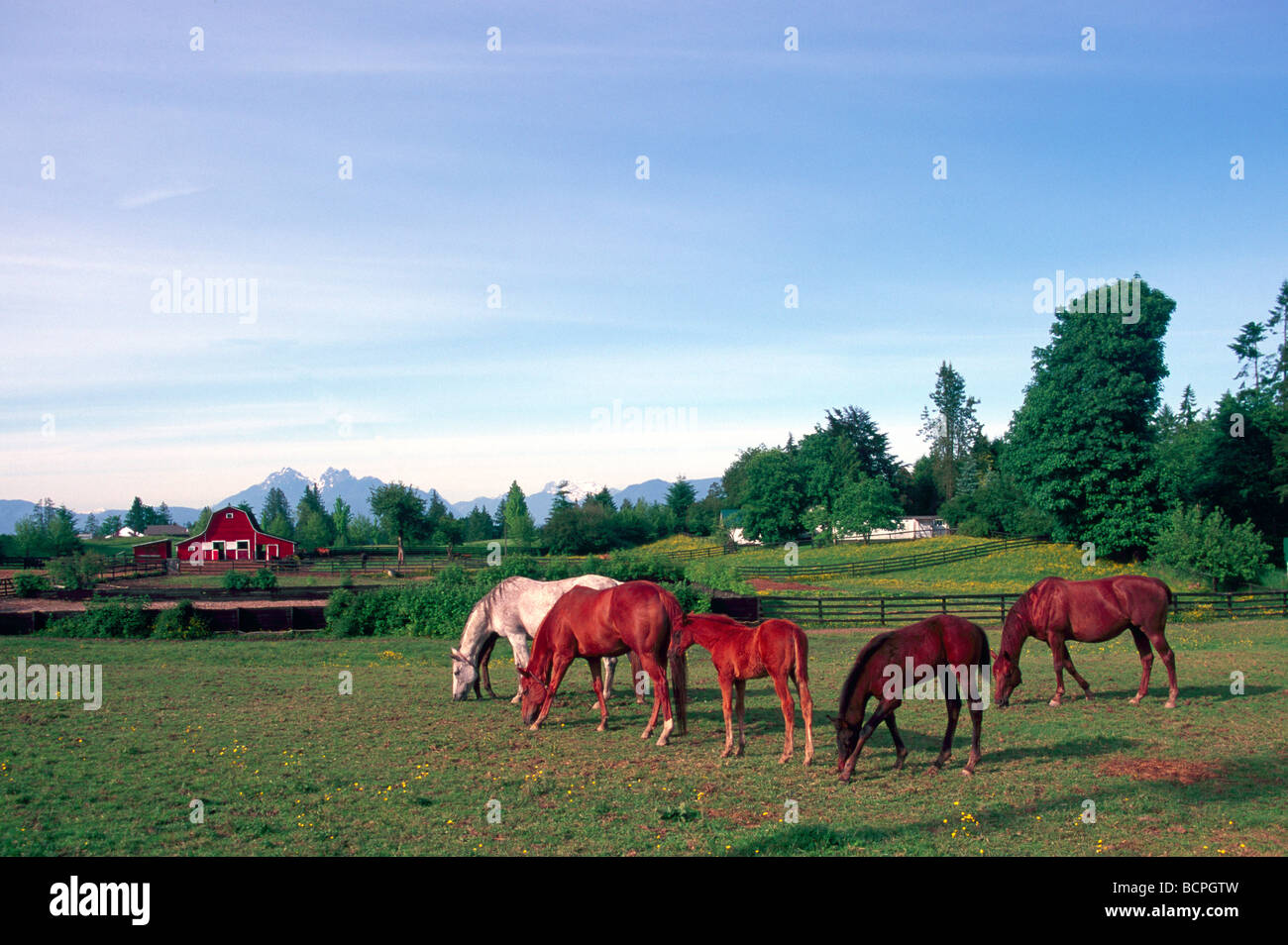 British farm animals hi-res stock photography and images - Alamy