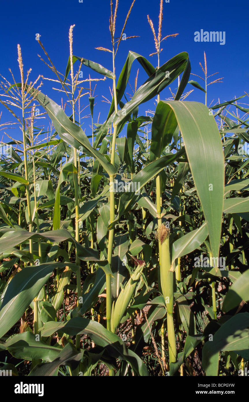 Bc corn field fields stalks farm hi-res stock photography and images ...
