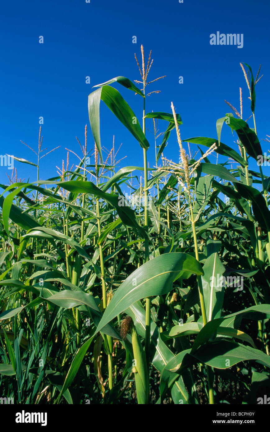 Corn growers hi-res stock photography and images - Alamy