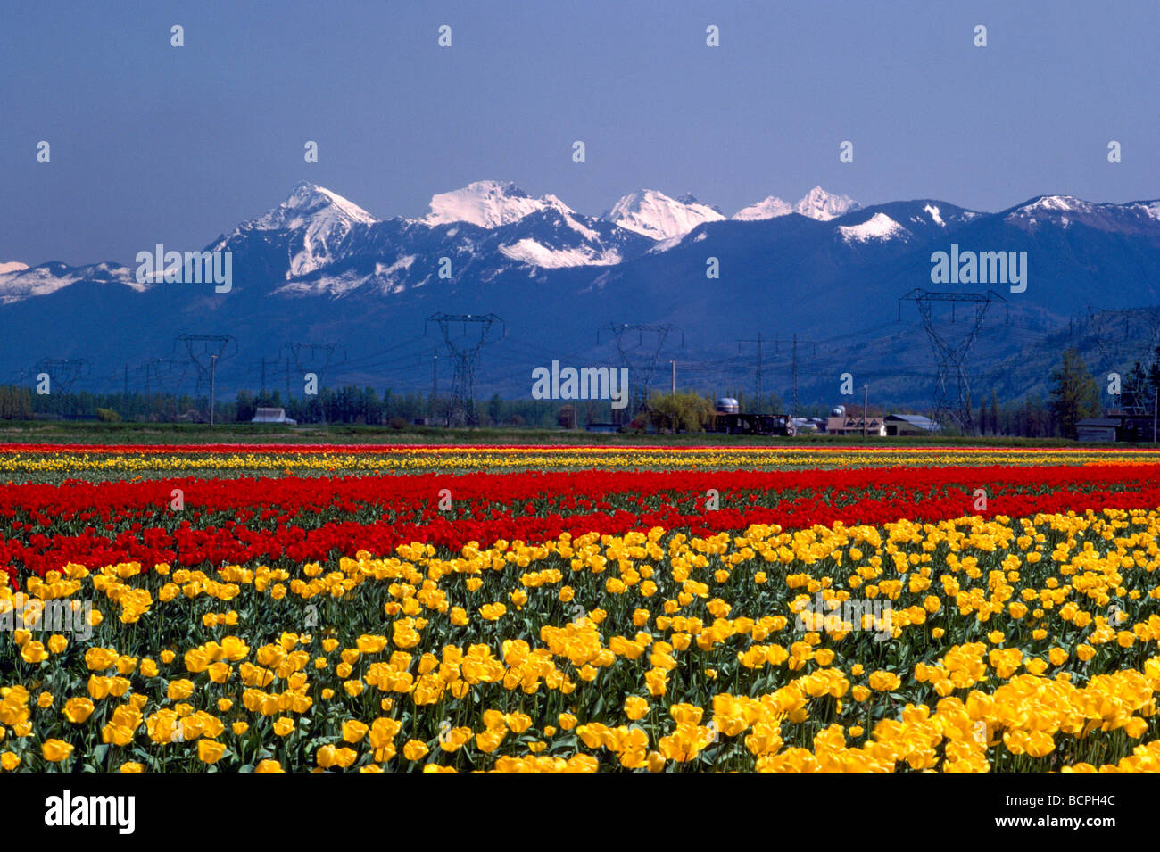 Tulips in Bloom in Field at Tulip Bulb Farm near Abbotsford and ...