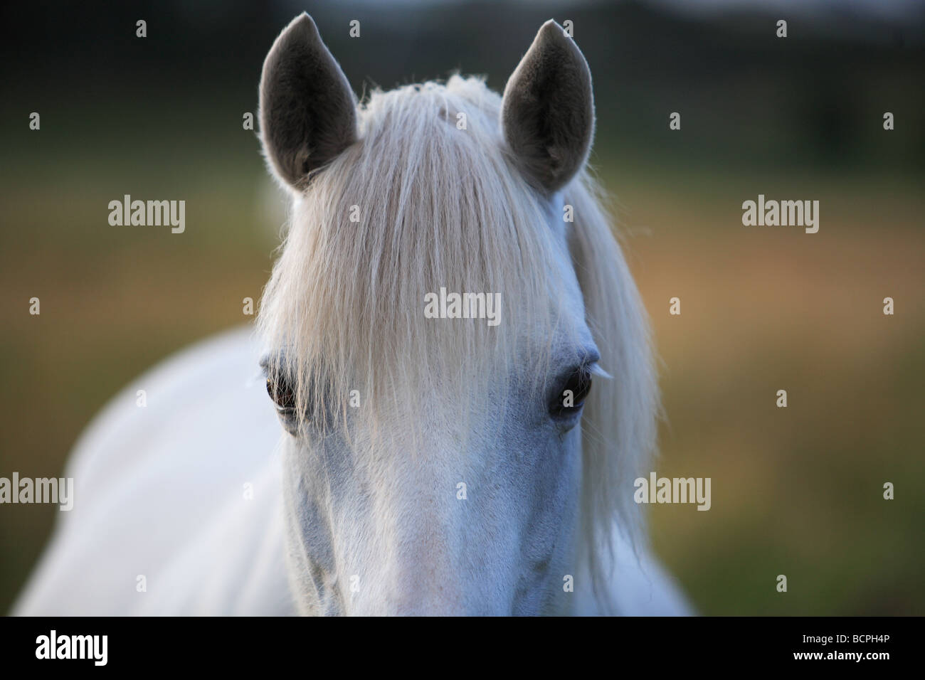 Horses stallion hi-res stock photography and images - Alamy