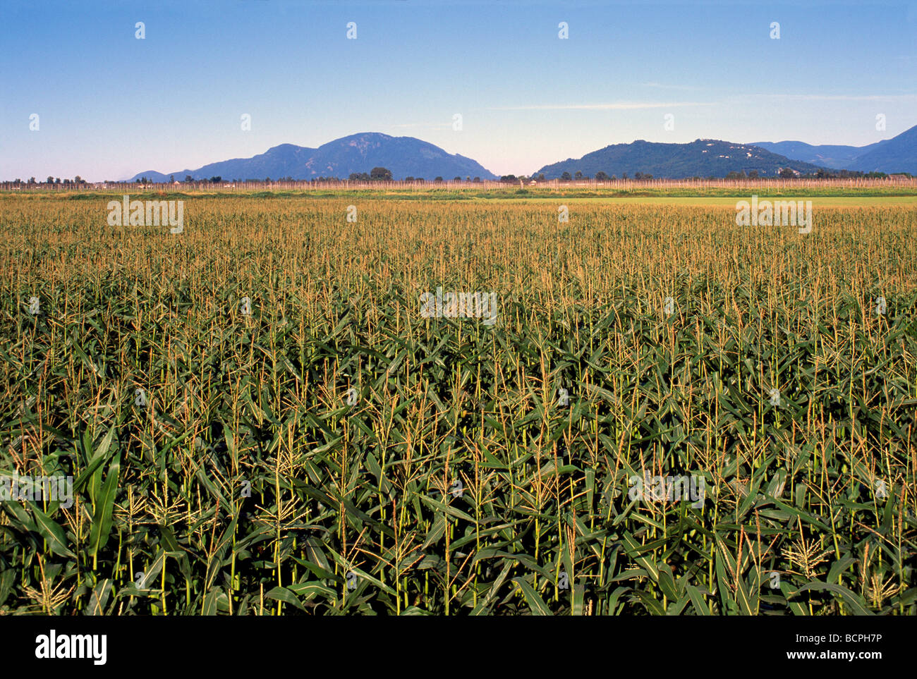 Corn Stalks in Corn Field on Farm near Abbotsford and Chilliwack and ...