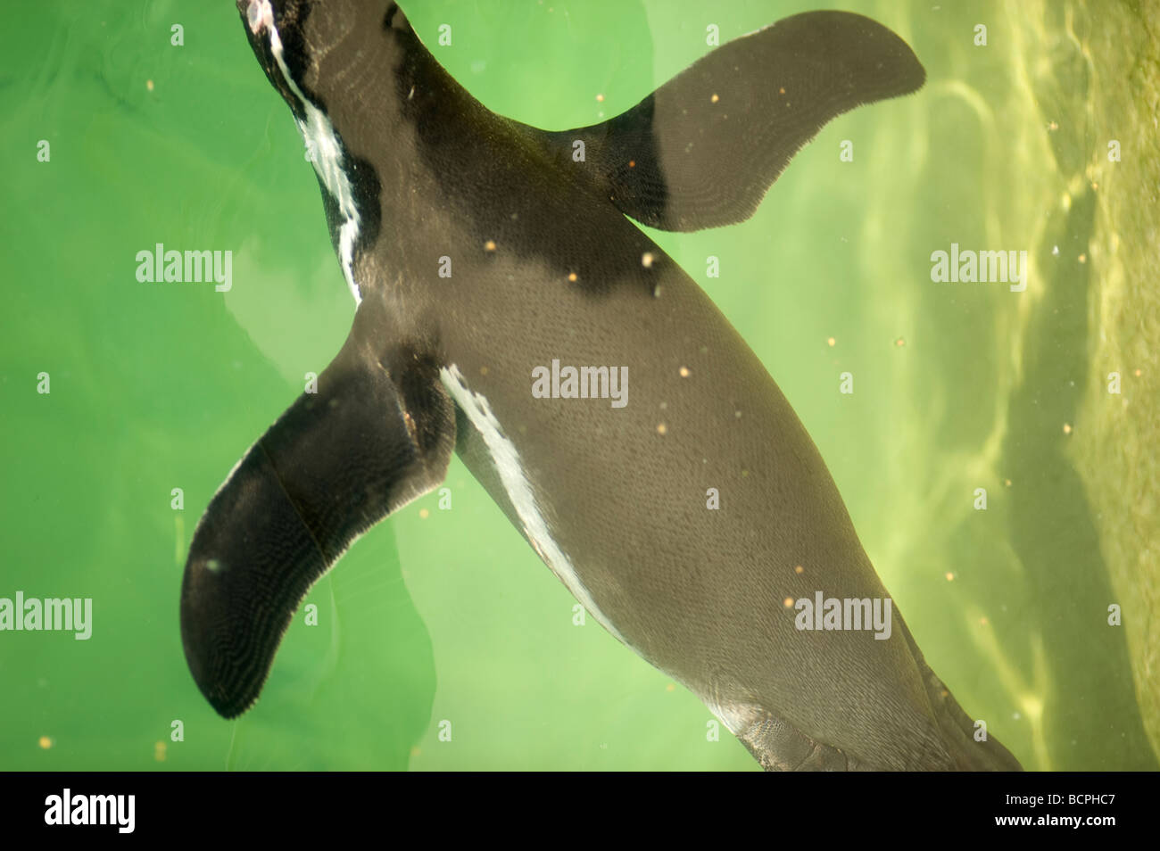 Banded penguins hi-res stock photography and images - Alamy