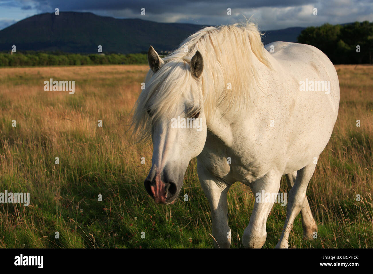 White stallion horse hi-res stock photography and images - Alamy
