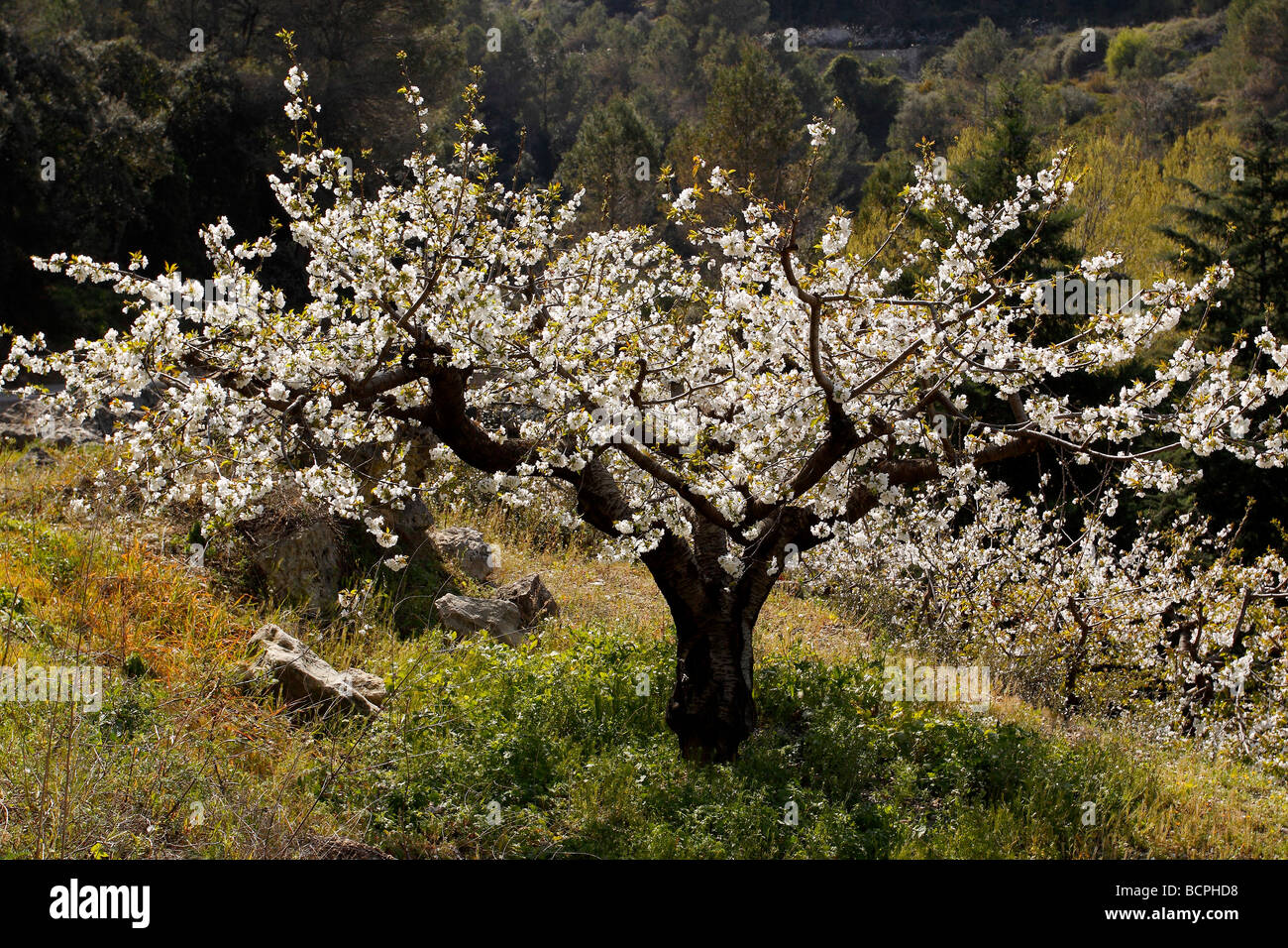 Cherry tree in flowering Alicante Spain Stock Photo - Alamy