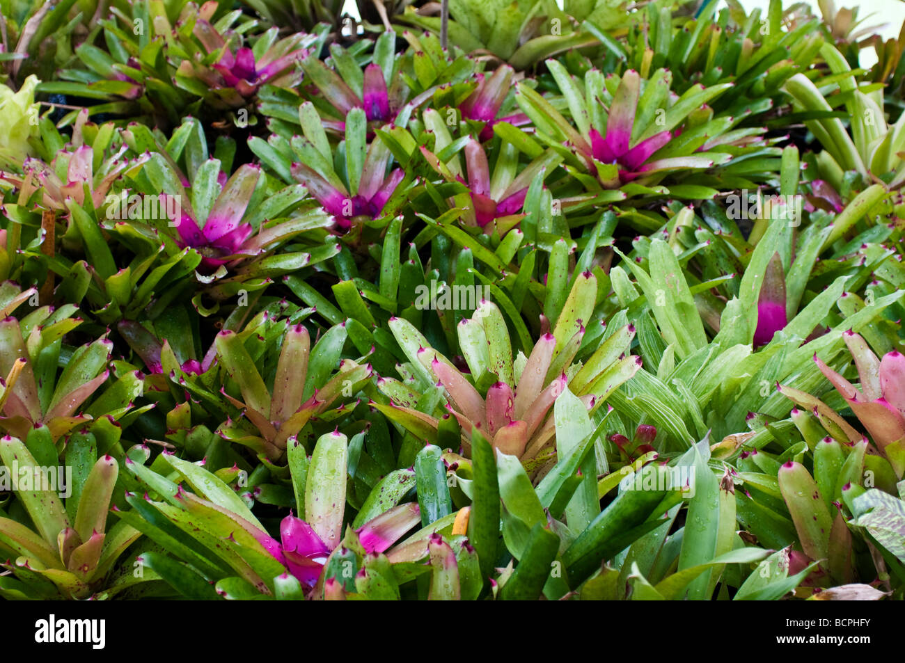 Bromeliad plants Stock Photo - Alamy