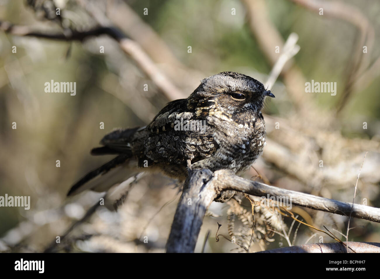 African nightjar hi-res stock photography and images - Alamy