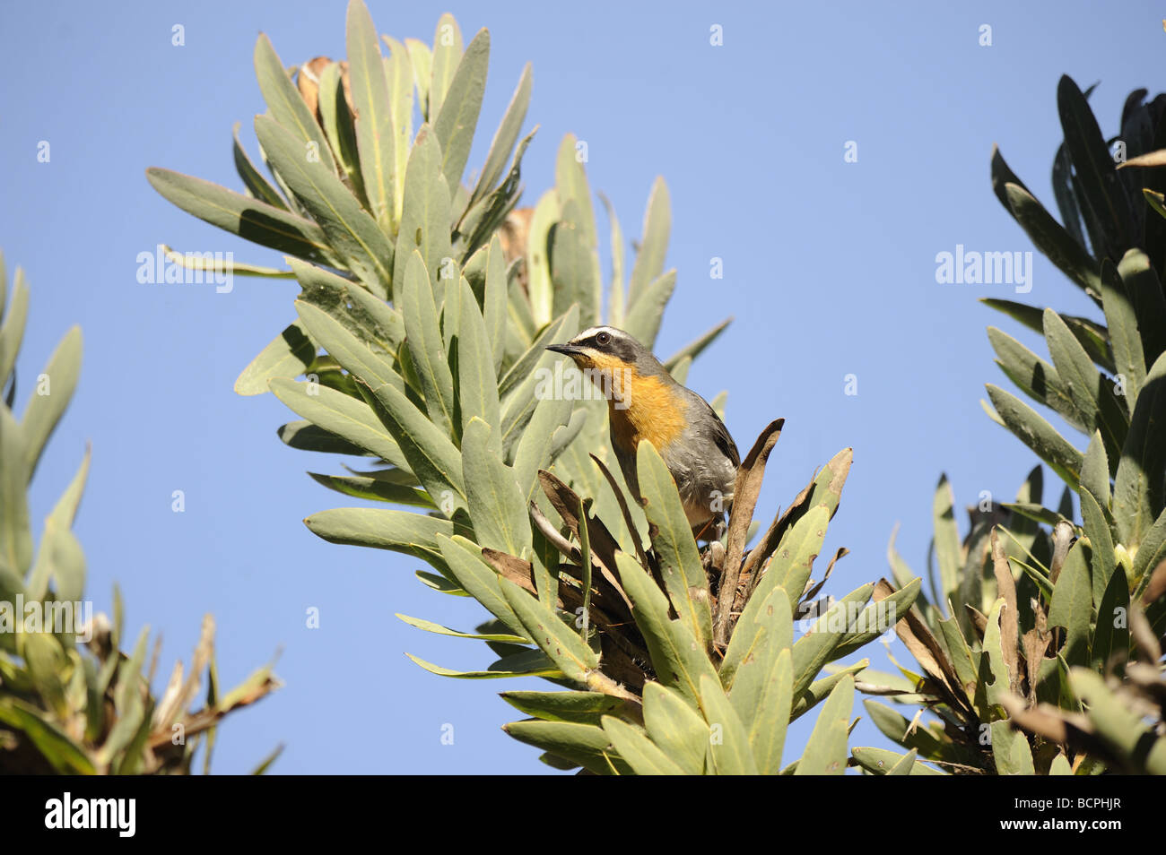 Protea plant hi-res stock photography and images - Alamy