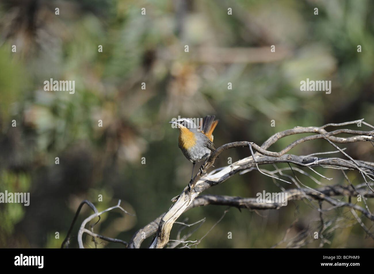Cape Robin singing on branch in Fynbos Stock Photo - Alamy