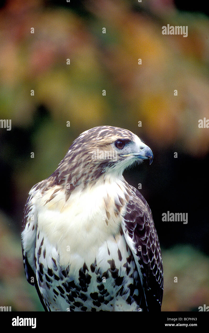 Red tail hawk photography hi-res stock photography and images - Alamy