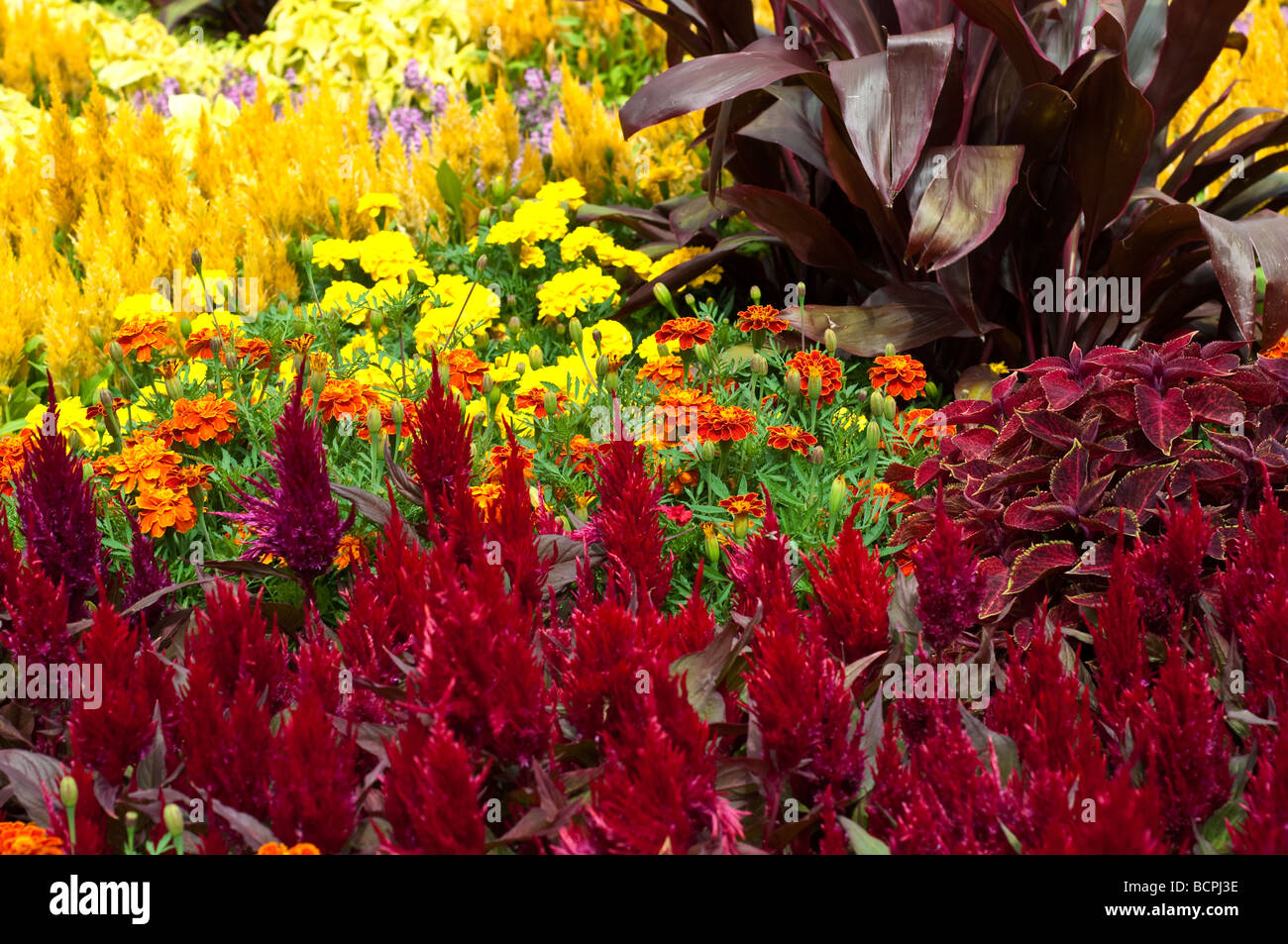 Coleus red plant hi-res stock photography and images - Alamy