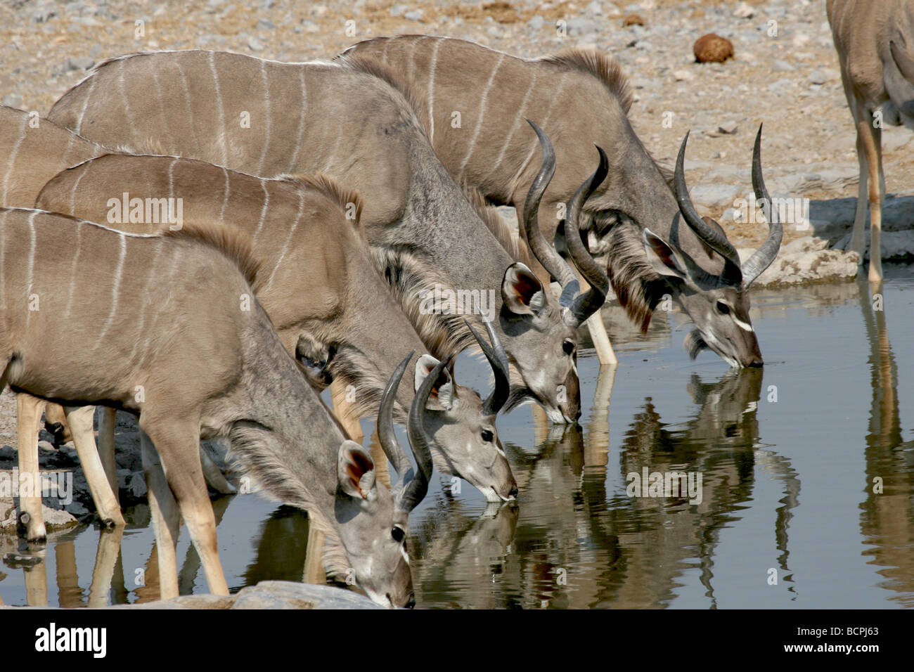 Drinking kudu hi-res stock photography and images - Alamy