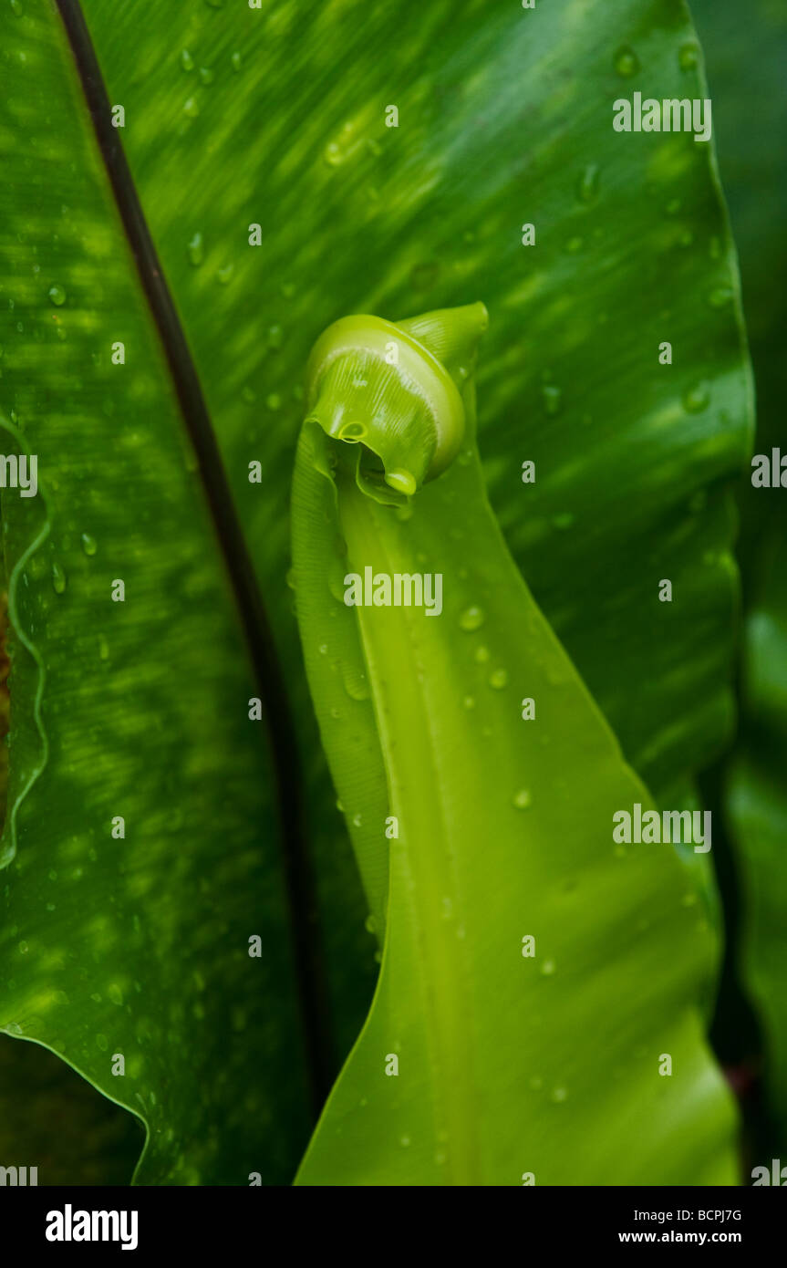 Curled up flower hi-res stock photography and images - Alamy