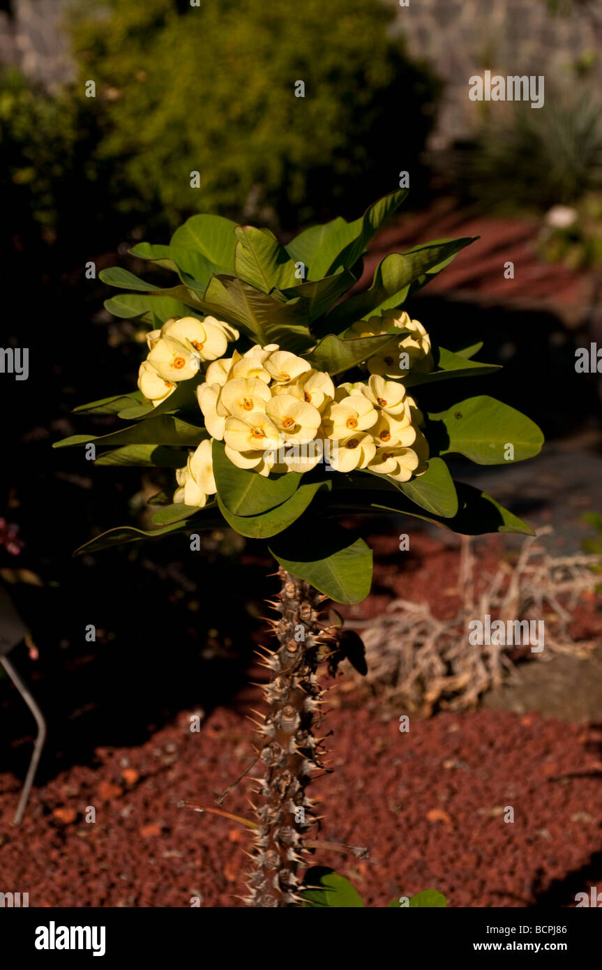 Primrose Gardens High Resolution Stock Photography and Images - Alamy