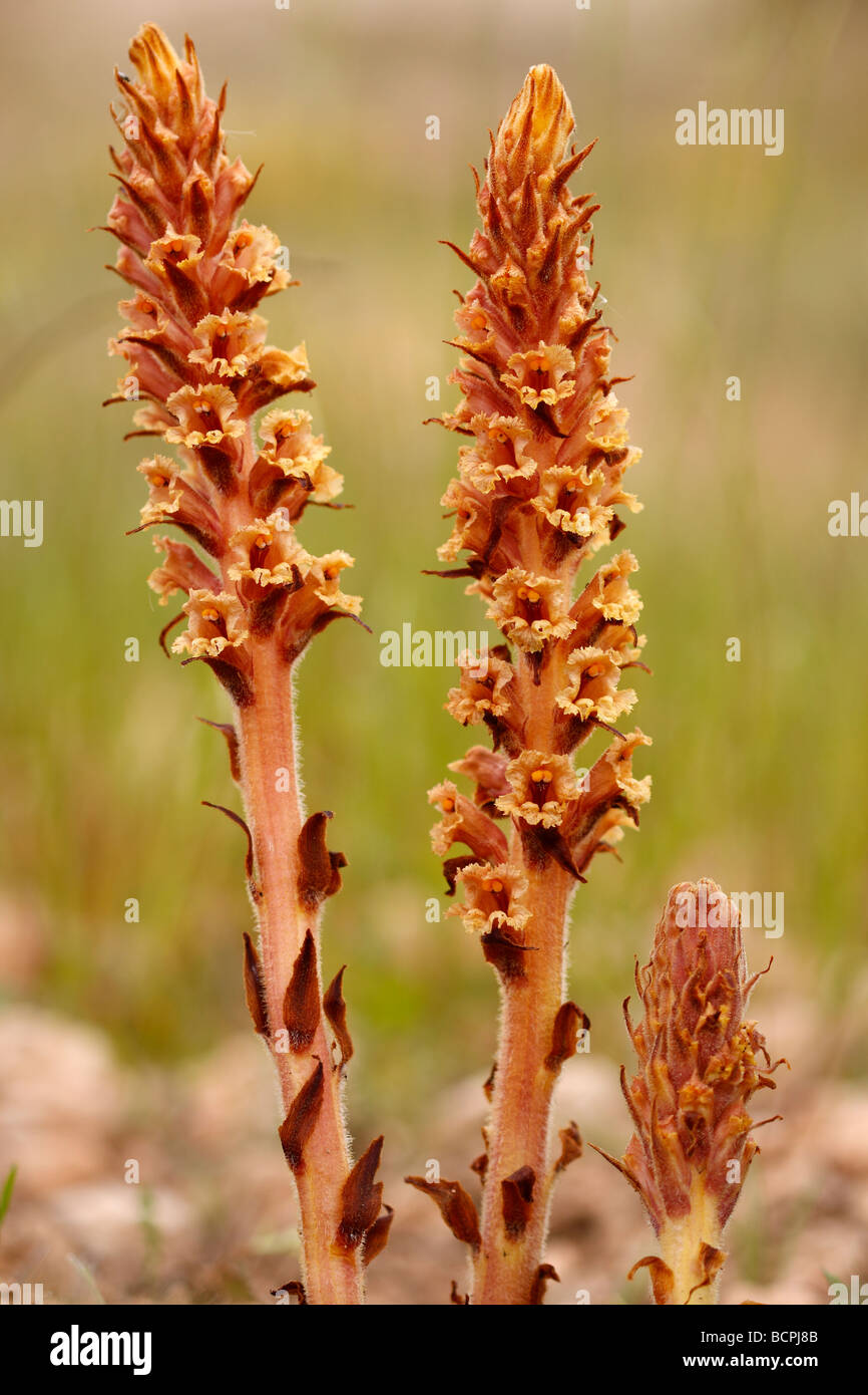 Broomrape Orobanche Sp Alicante Spain Stock Photo - Alamy