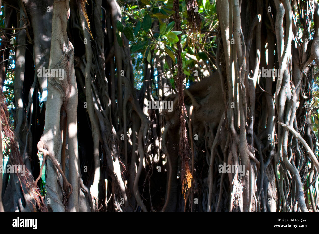 Ficus columnaris hi-res stock photography and images - Alamy