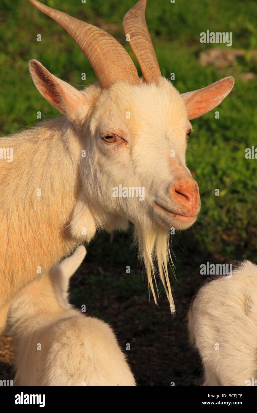 Farm goats at Old Fort Harrod State Park Harrodsburg Kentucky Stock ...