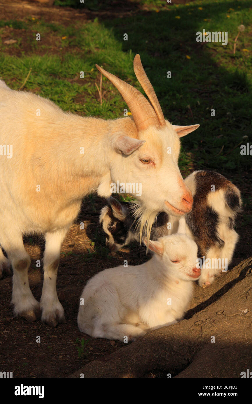 Goat fort hi-res stock photography and images - Alamy