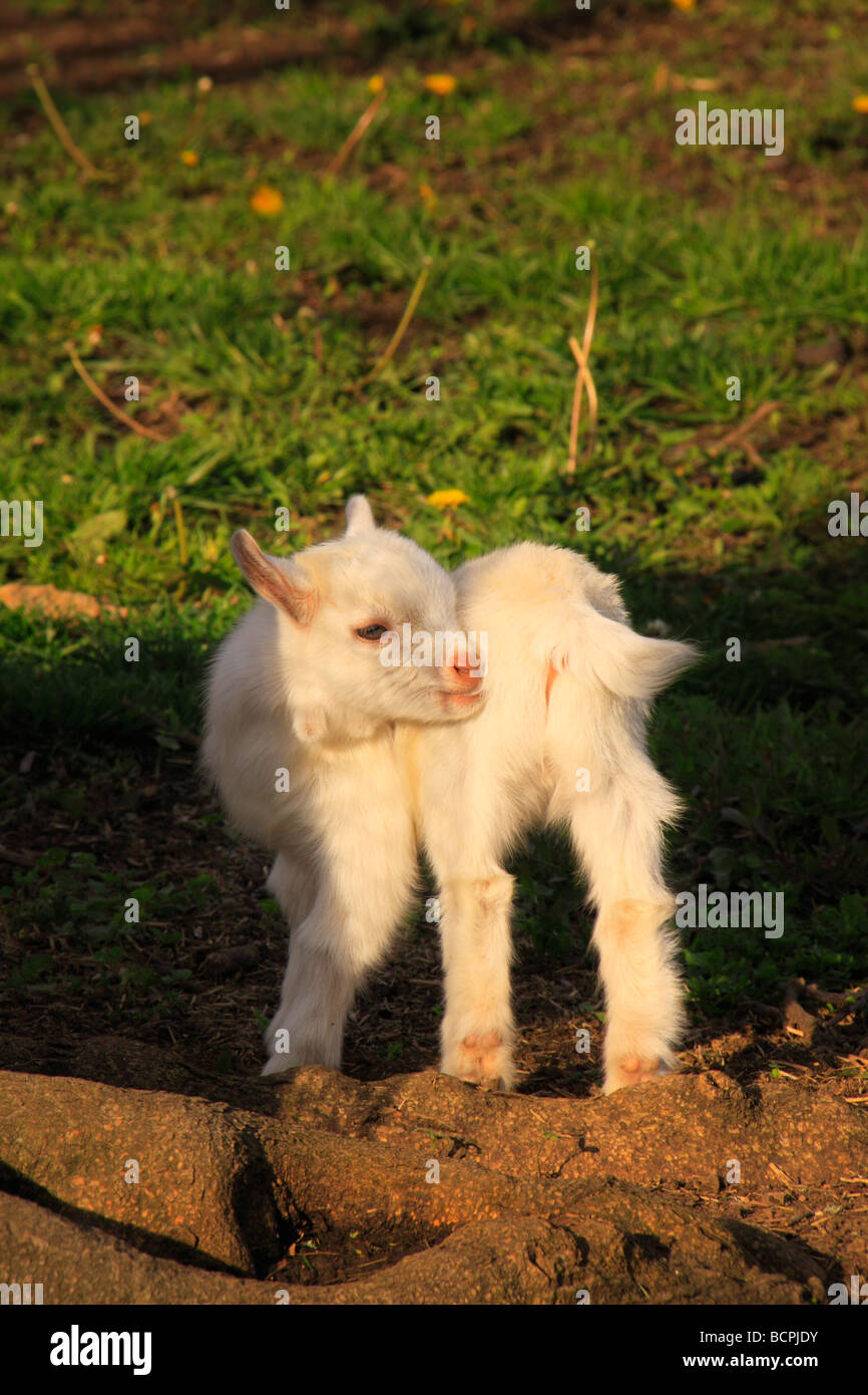 Farm goats at Old Fort Harrod State Park Harrodsburg Kentucky Stock ...