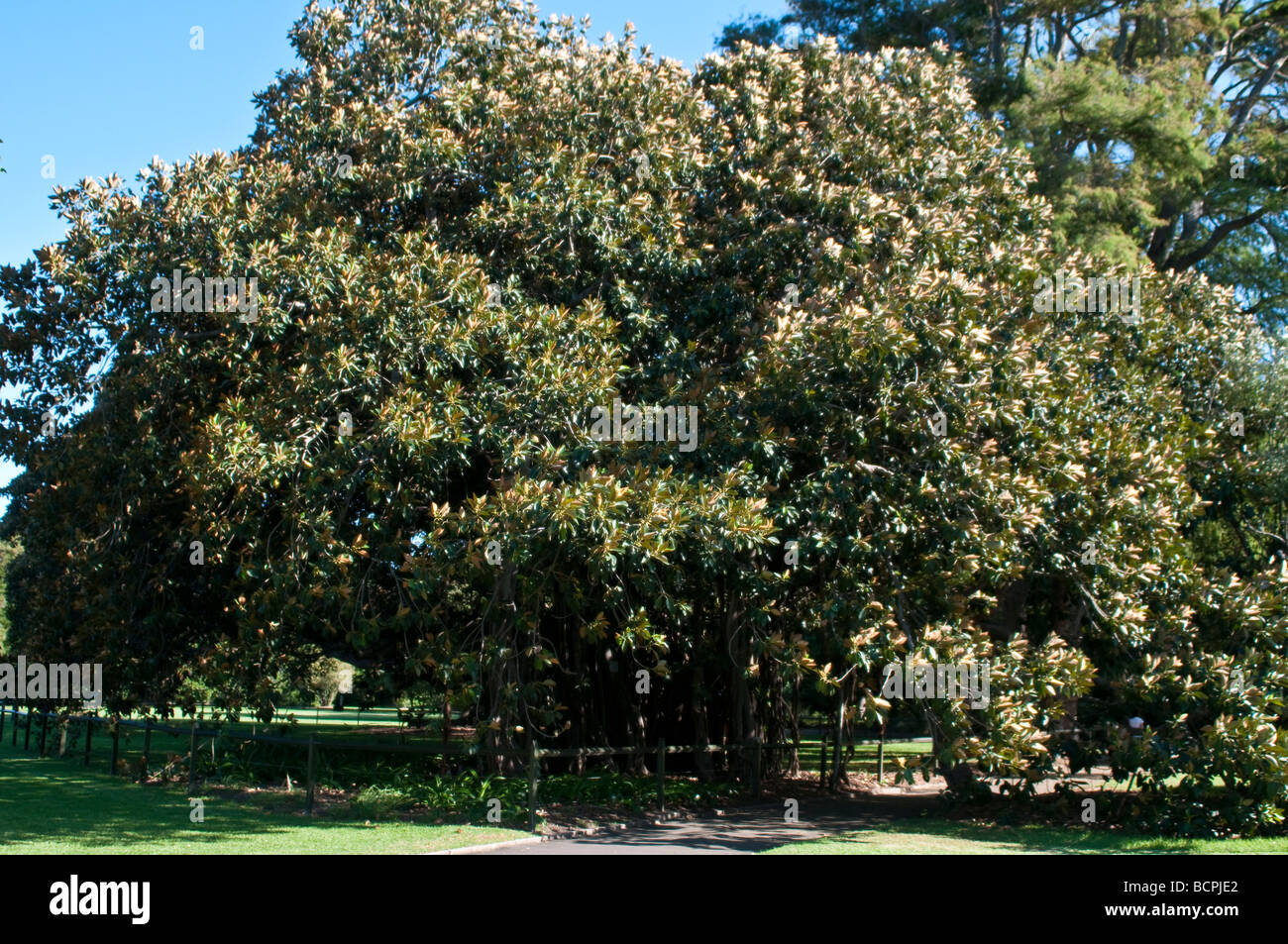 Fig tree Ficus macrophylla columnaris Royal Botanic Gardens Sydney NSW ...