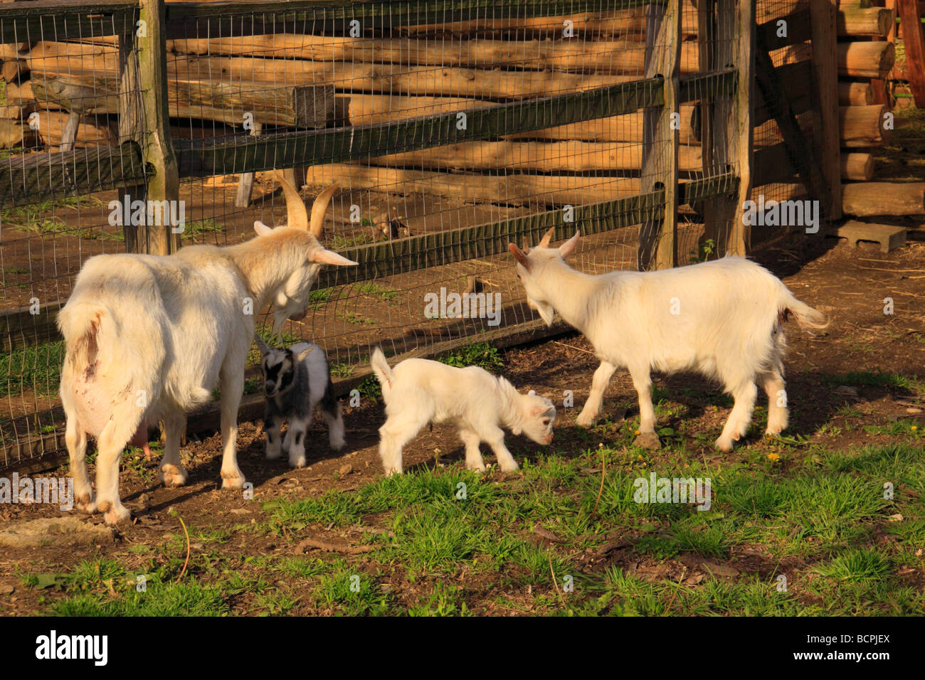 Farm goats at Old Fort Harrod State Park Harrodsburg Kentucky Stock ...