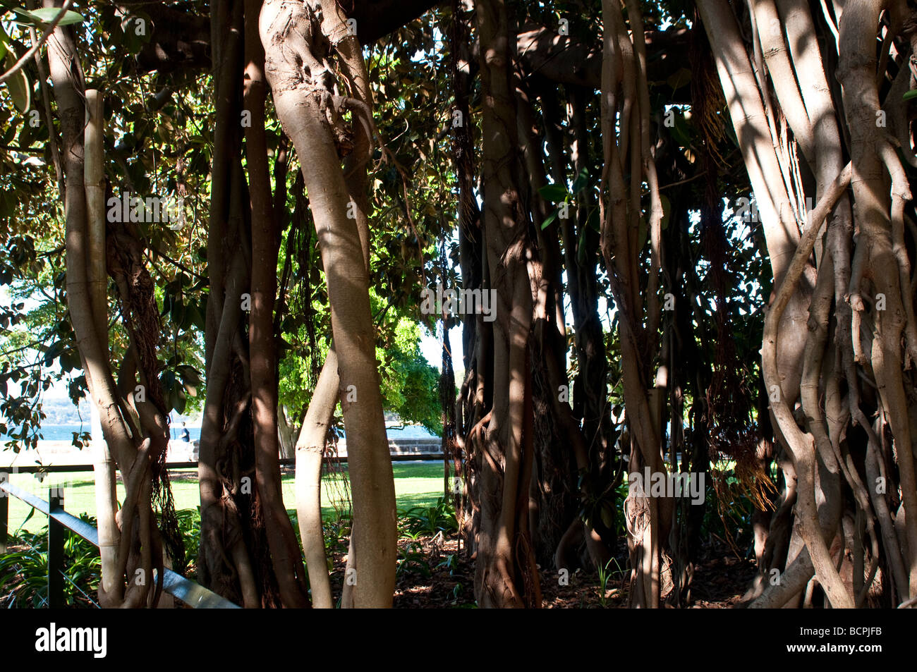 Fig tree Ficus macrophylla columnaris Royal Botanic Gardens Sydney NSW ...