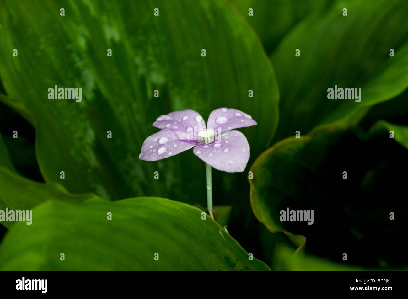 Crispula hi-res stock photography and images - Alamy