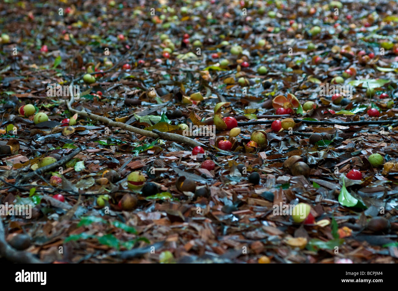 Fruit of Small leaved Tamarind or Diploglottis campbellii Stock Photo ...