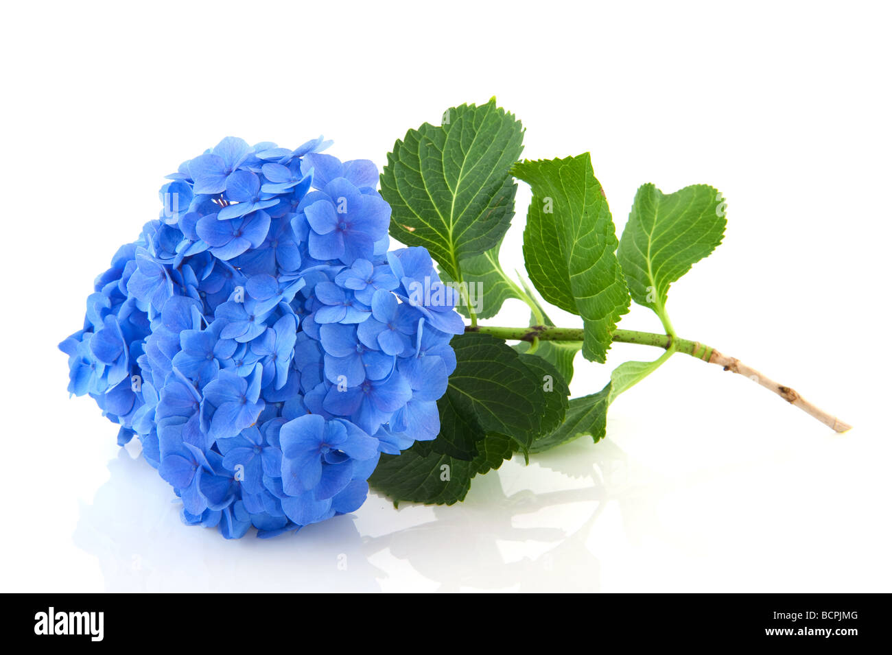 Blue French Hydrangea with leaves isolated over white Stock Photo - Alamy