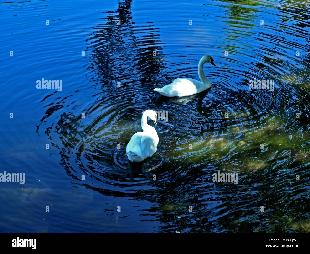 Sunlight swans hi-res stock photography and images - Alamy