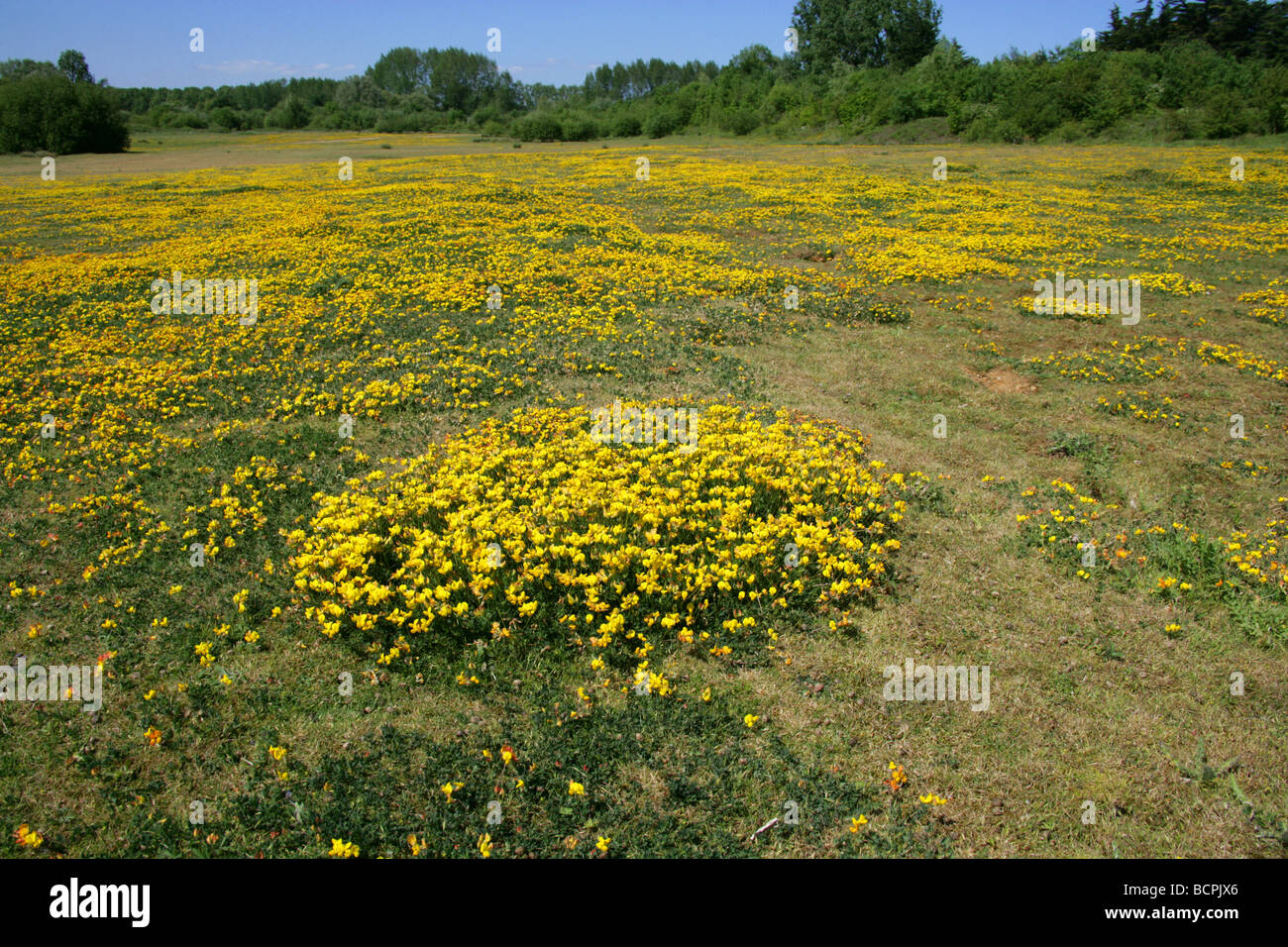 A Meadow Full of Birdsfoot Trefoil, Lotus corniculatus, Fabaceae Stock ...