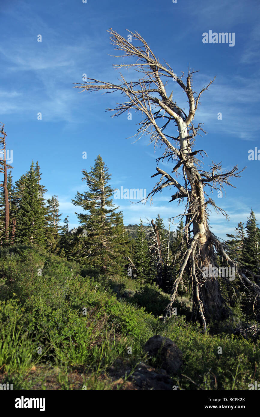 Beautiful Dead Tree in the Sierra Mountains Stock Photo - Alamy