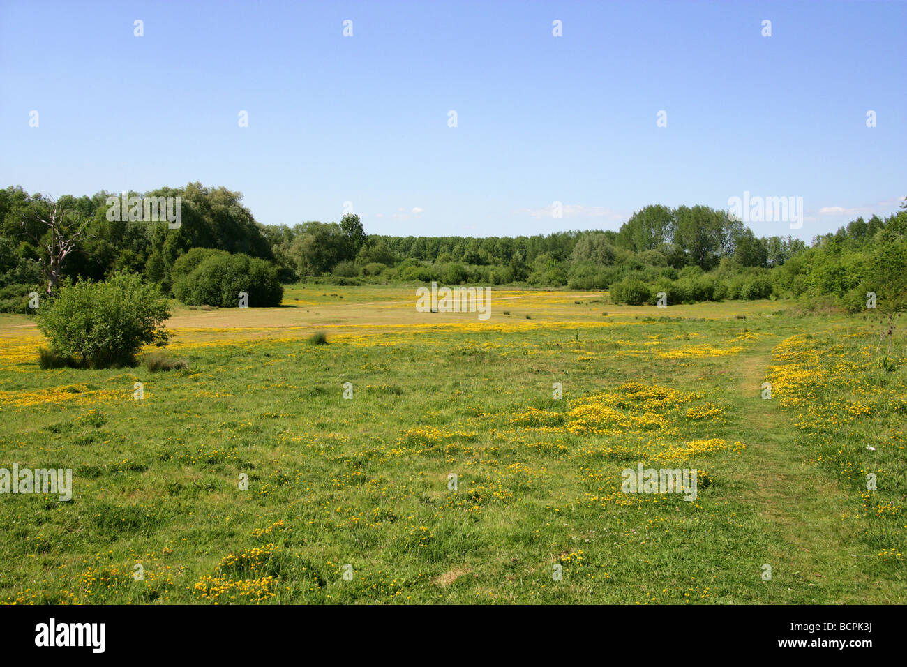 A Meadow Full of Birdsfoot Trefoil, Lotus corniculatus, Fabaceae Stock ...
