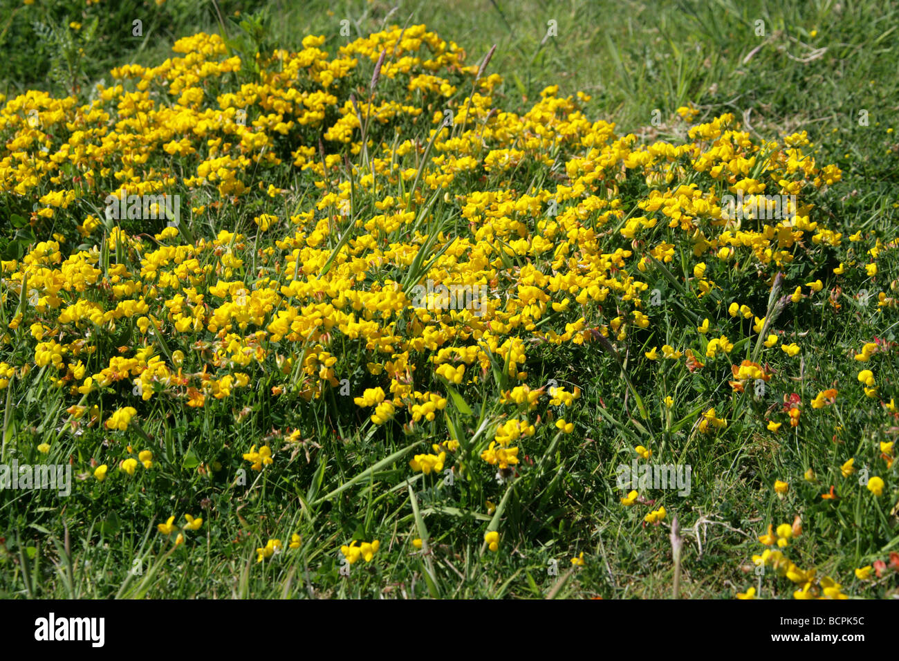 Birdsfoot Trefoil, Lotus corniculatus, Fabaceae Stock Photo - Alamy