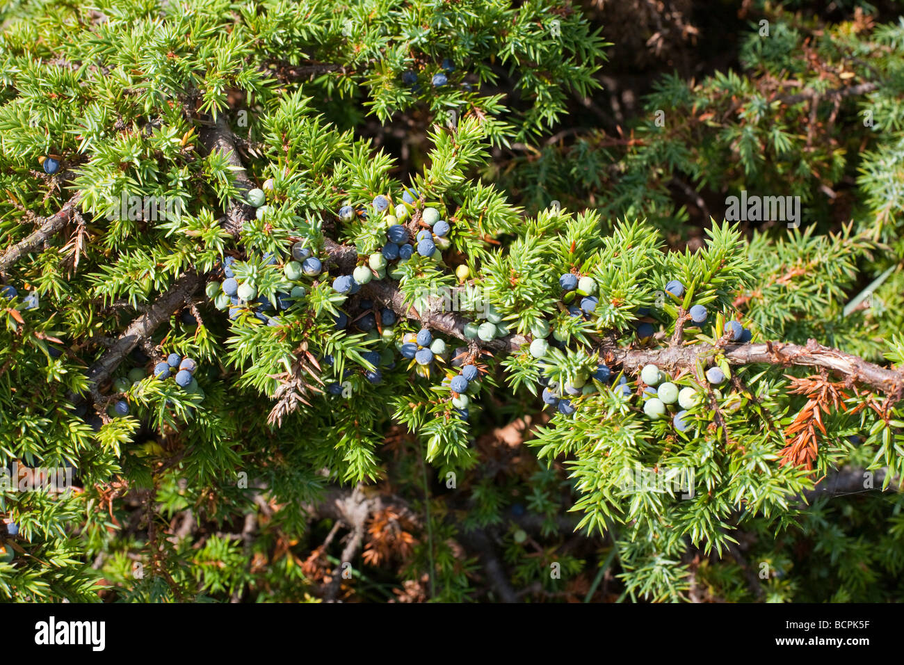 Juniper berries uses - passaniche