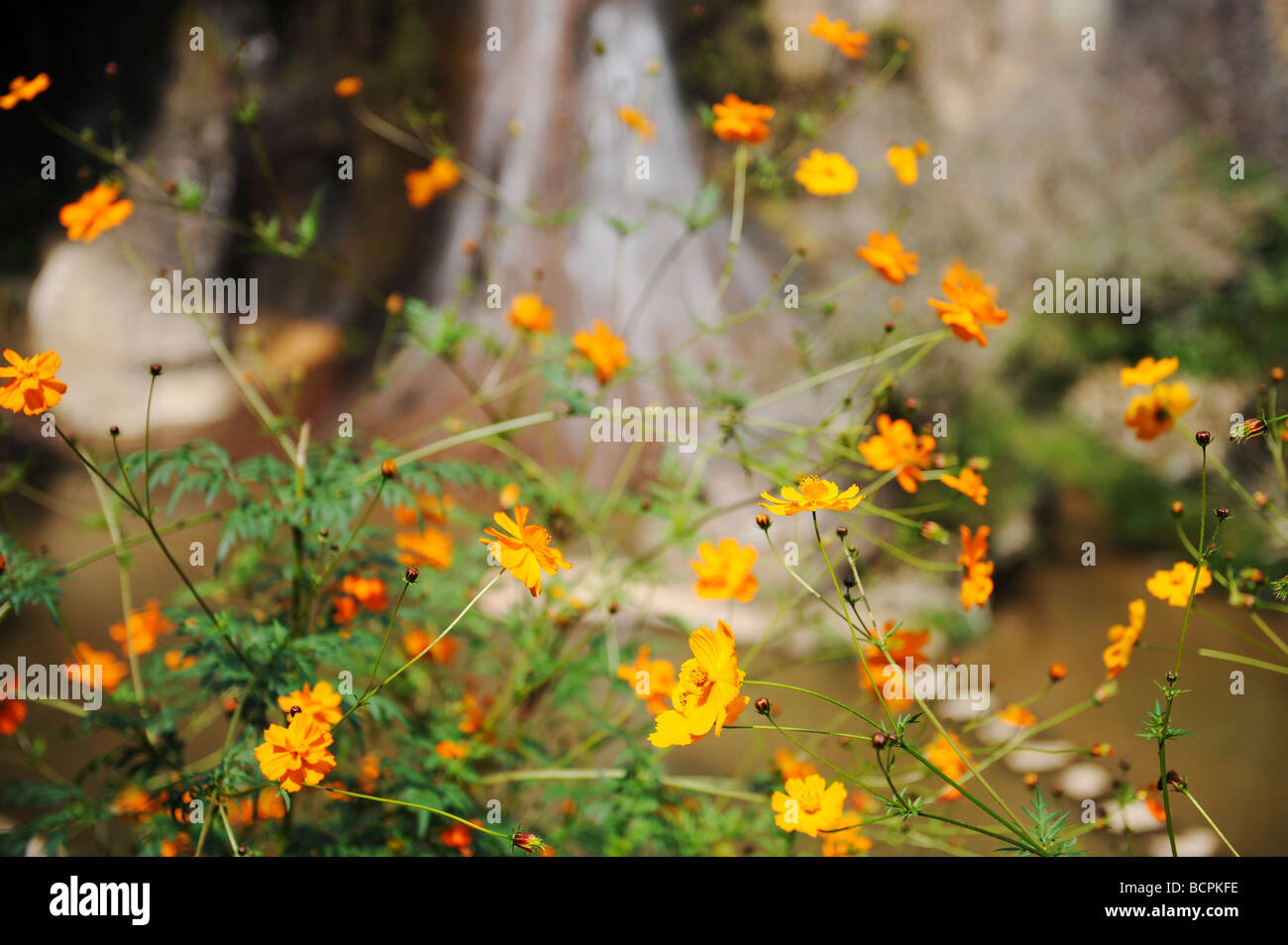 Wild flowers grown in Mandarin Duck Rive Scenic Park, Pingnan, Ningde ...