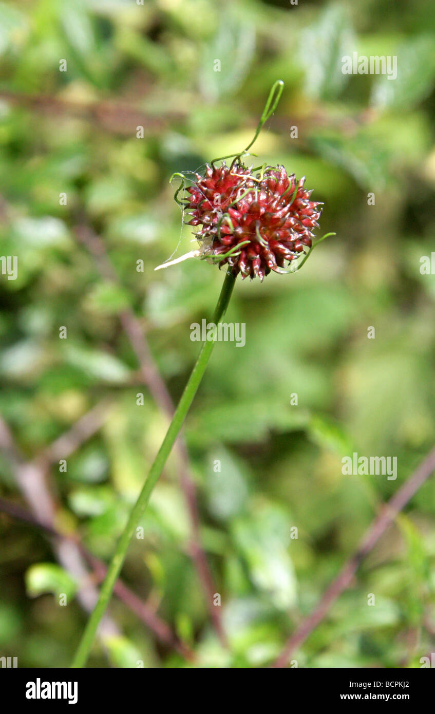 Crow Garlic, Allium vineale, Alliaceae Stock Photo - Alamy