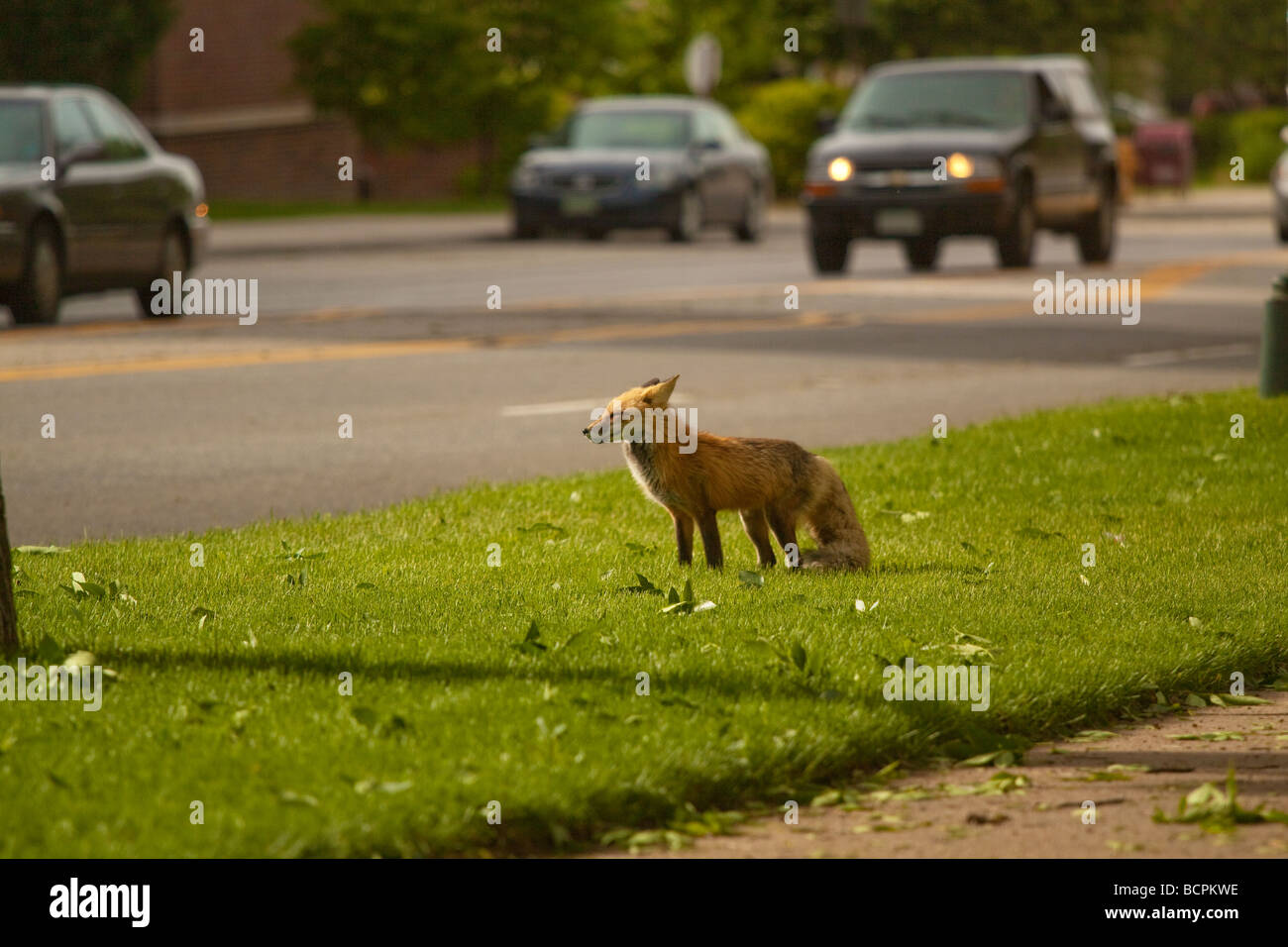 Fox in the city hi-res stock photography and images - Alamy