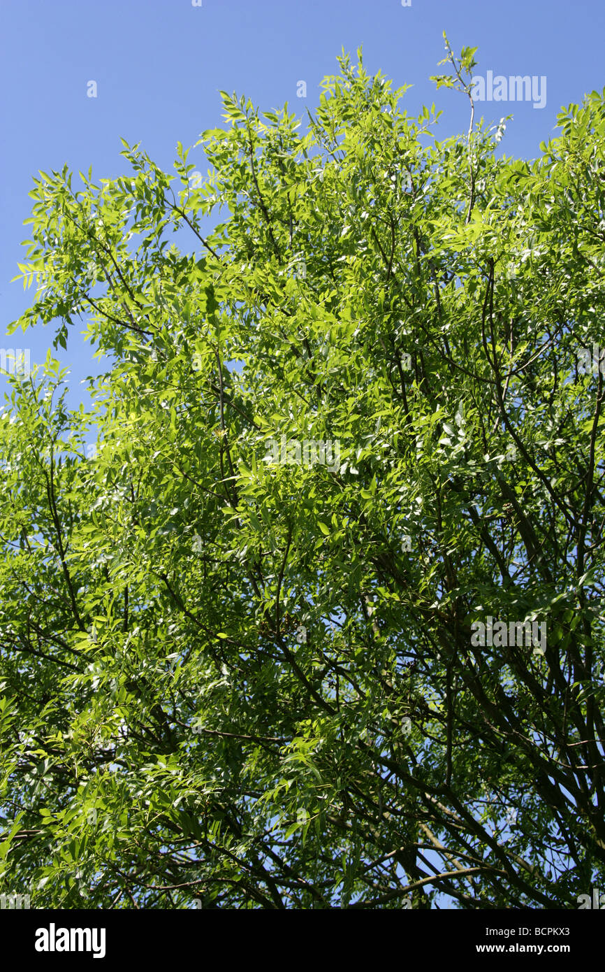 European Ash or Common Ash, Fraxinus excelsior, Oleaceae Stock Photo ...