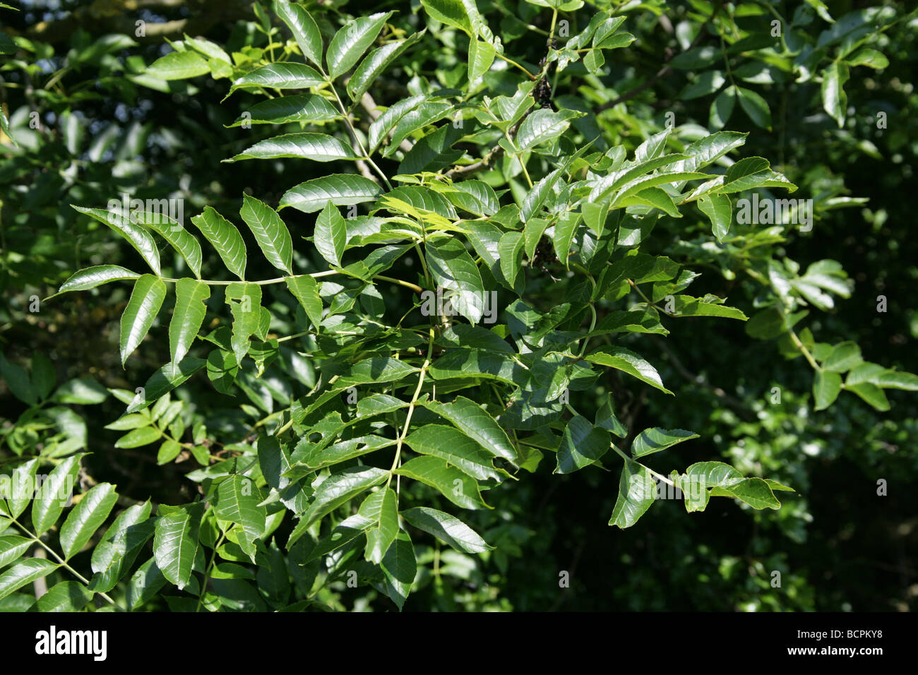 European Ash or Common Ash, Fraxinus excelsior, Oleaceae Stock Photo ...