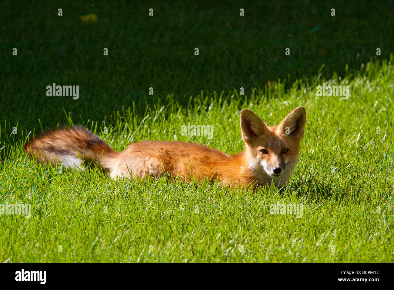 Red fox lying in the grass Stock Photo - Alamy
