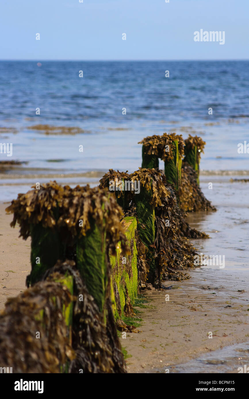 A beach groyne covered with lots of seaweed and algae Stock Photo - Alamy